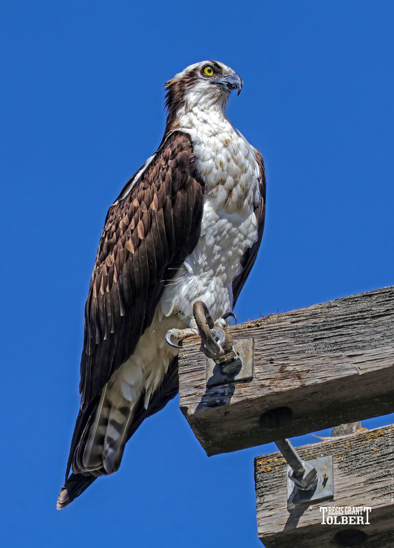 Proud looking Osprey: 2 different poses of the same Osprey. Hand held ...