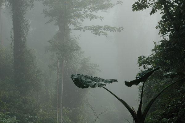 Borneo Mist: No sun, no shadow...just "liquid air" It doesn't need to ...