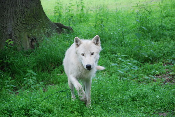 Lemurs and more.. At an animal park in Denmark. Please use downloads ...
