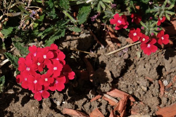 Some mundane flowers: Taken at the post office. Post mistress has a ...