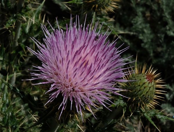 Some mundane flowers: Taken at the post office. Post mistress has a ...
