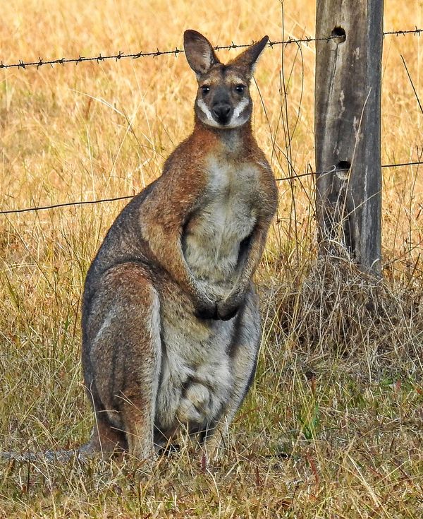 Pretty Face wallabies in the golden hour: Pretty Face wallabies are roo ...