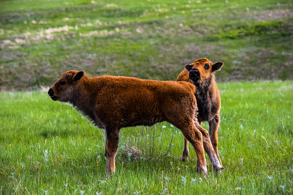 Wet Buffalo: We've had an unusual amount of rain here in south western ...