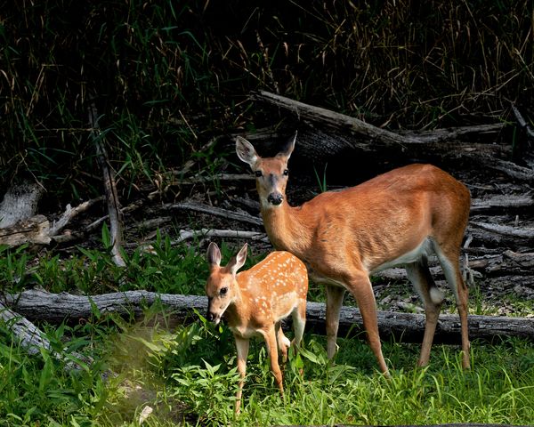 State Park Deer: Raw converted & processed in Capture One for Sony.