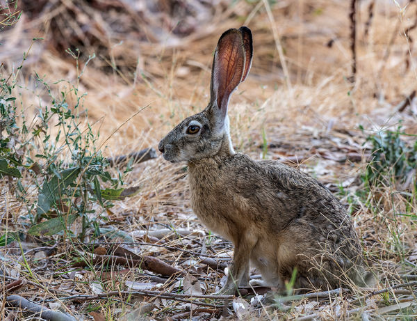 Jackrabbit Jackpot: I went to the refuge not expecting many birds and ...
