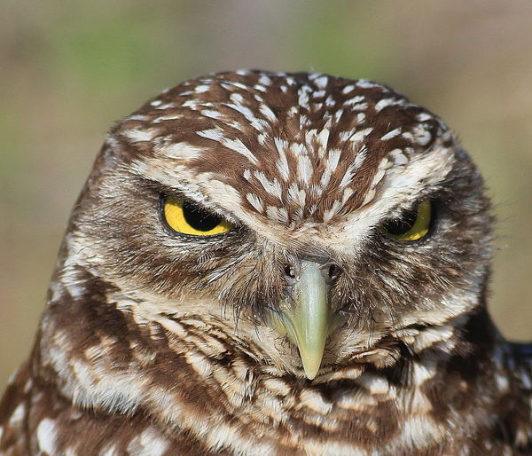 Up close portrait of a Grumpy Burrowing Owl: He is really not grumpy ...