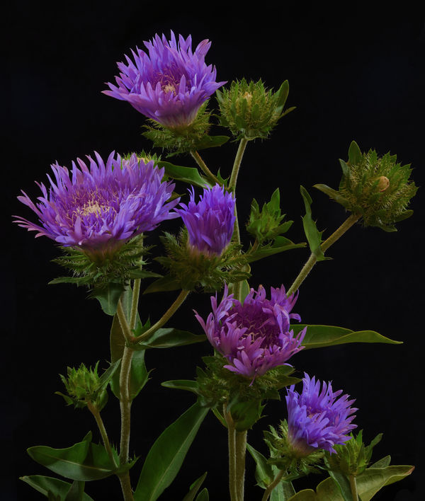 Stokes Aster - my latest model! The Stokes Aster is a flower I have ...