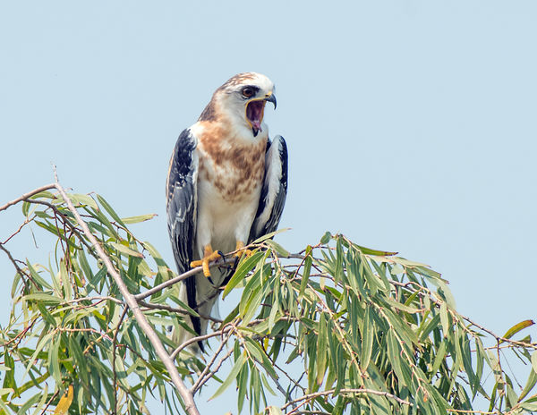 The YAWN (White-tailed Kite): Yes, it was a yawn, not a scolding or ...