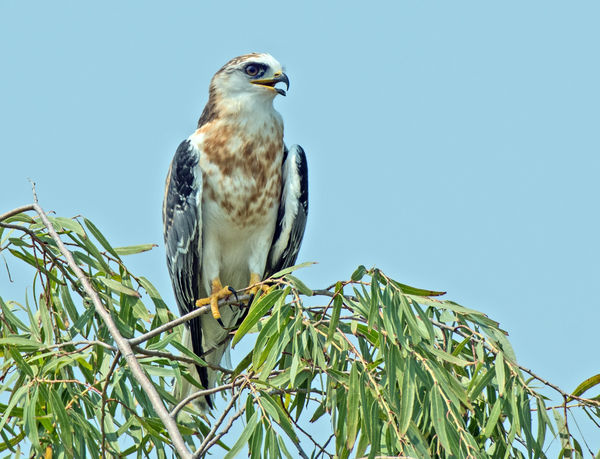 The YAWN (White-tailed Kite): Yes, it was a yawn, not a scolding or ...
