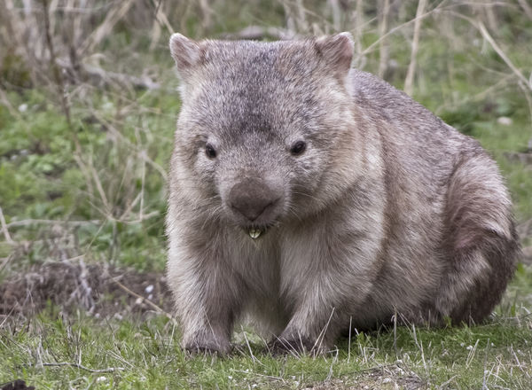 The common wombat (Vombatus ursinus), also known as the coarse-haired ...