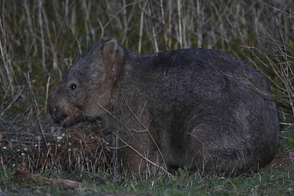 The common wombat (Vombatus ursinus), also known as the coarse-haired ...