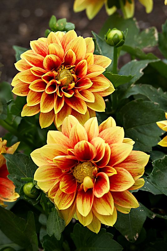 Dahlias: These were taken with my FZ1000.