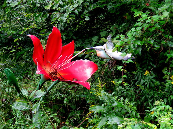 HUGE hummingbird: Taken at Reeves-Reed Arboretum Summit NJ...