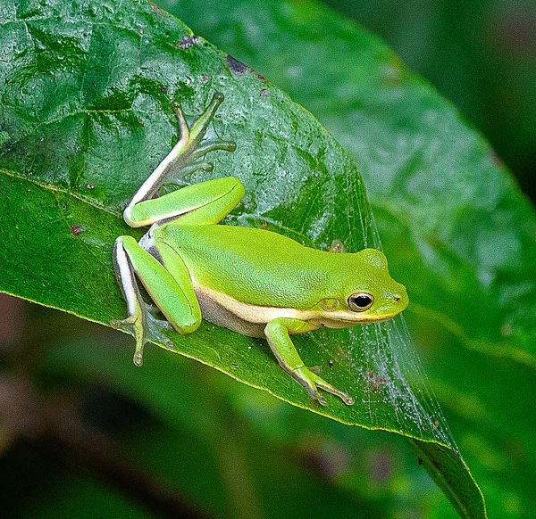 American green tree frog (Hyla cinerea): There is a reason why my page ...