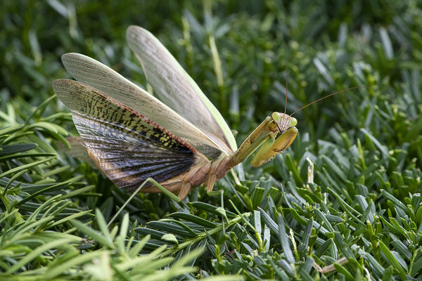 Praying Mantis: Taken with a Nikon D500 and Nikon 105mm macro lens.