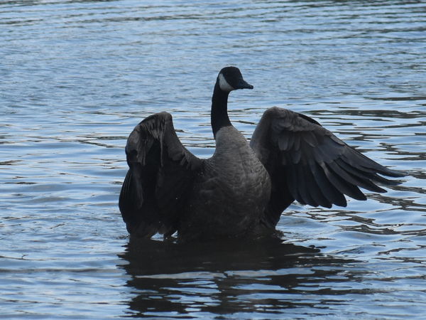 Goose: Aloha, This was taken in the late evening. It was taken with a ...