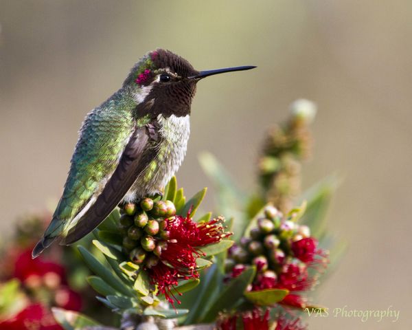 Winter Hummingbird: We have at least a few hummingbirds all year, and I ...