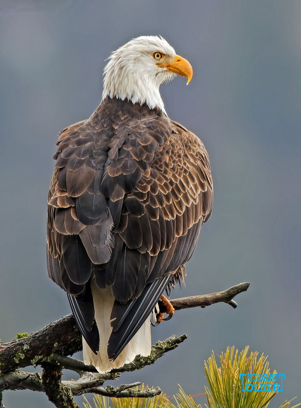 Bald Eagle resting: Hand held at 600mm. Distance was about 125-150 feet ...