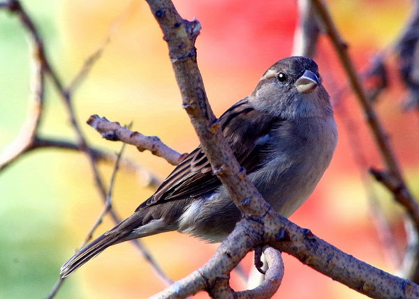 Sparrow with Color: This was taken in my back yard with a Pentax K-50 ...