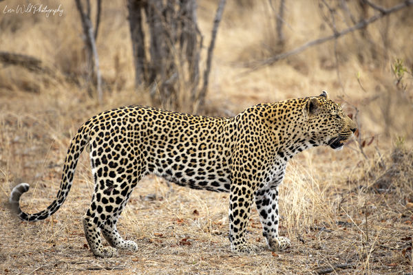 A special Leopard - and he knows it: On our last full day in South ...