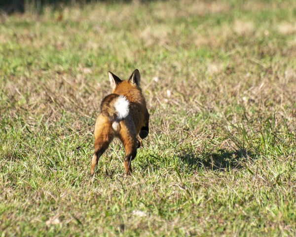 Fox Reveal: Well I think my fox friend White Tip is a female. When I ...