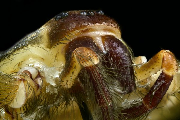 Focus Stacked Brown Recluse with Crud: This is one of the preserved ...