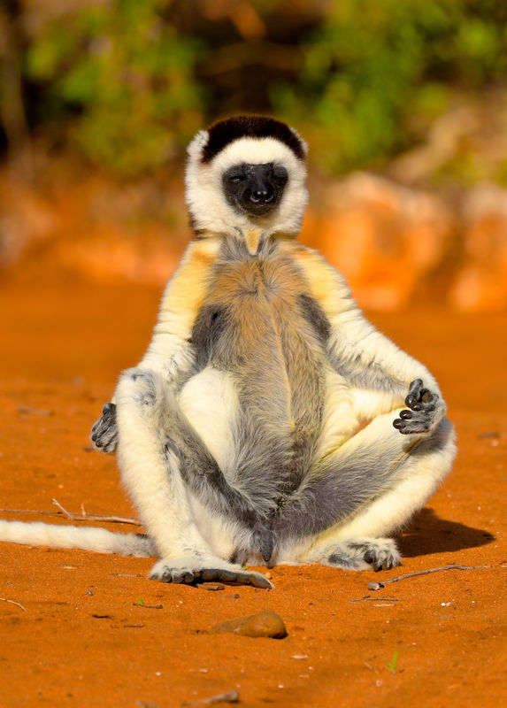 Madagascar - Lemurs: Certainly seeing the lemurs was on our list. There ...
