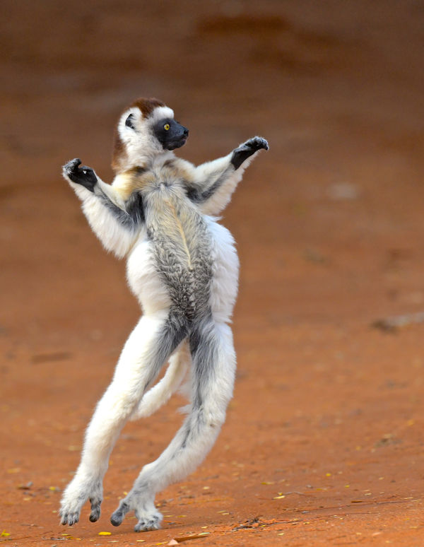 Madagascar - Lemurs: Certainly seeing the lemurs was on our list. There ...