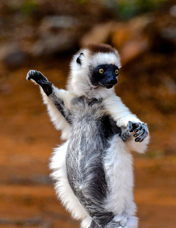 Madagascar - Lemurs: Certainly seeing the lemurs was on our list. There ...