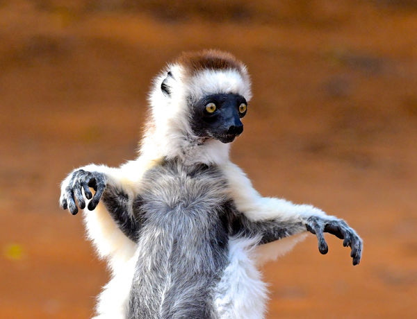 Madagascar - Lemurs: Certainly seeing the lemurs was on our list. There ...