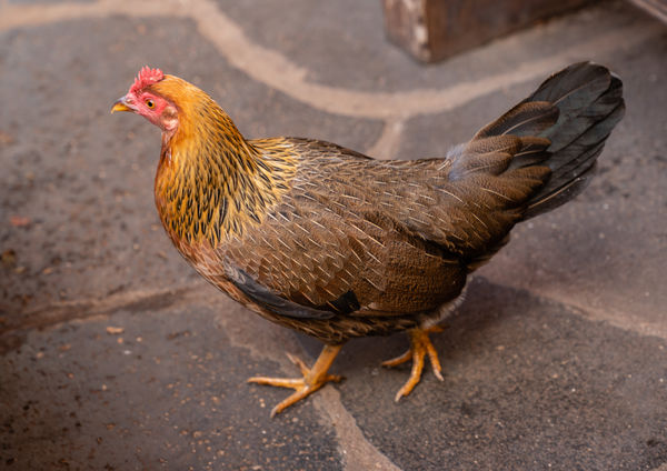 Hawaii chickens: A few years ago we traveled to Kauai and I was ...