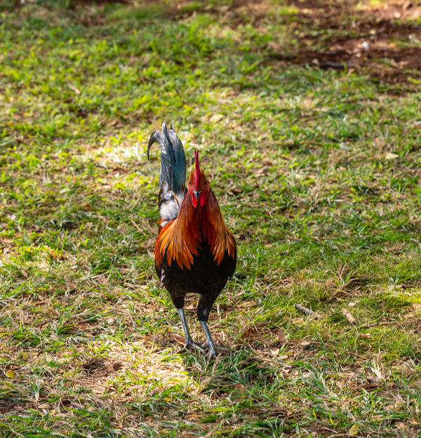 Hawaii chickens: A few years ago we traveled to Kauai and I was ...