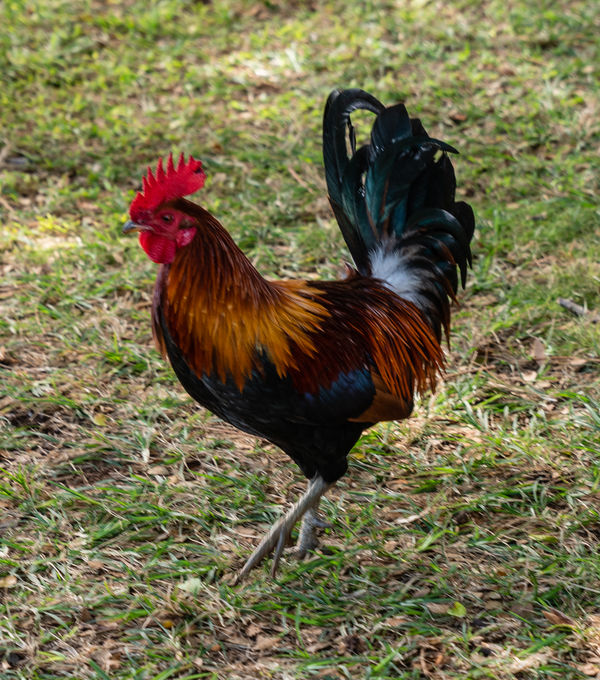Hawaii chickens: A few years ago we traveled to Kauai and I was ...