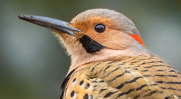 Northern Flicker Head shot: Portrait of a Northern Flicker, our most ...