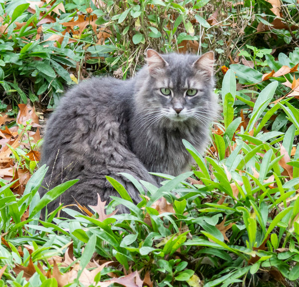 Your basic cat photos: