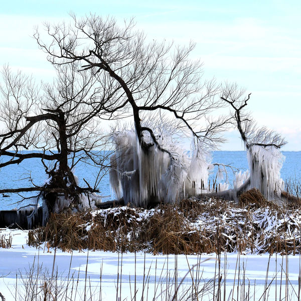 If Trees Could Cry . . : Trees expose their naked limbs to rain and ...