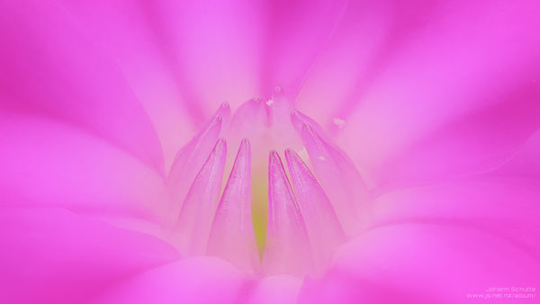 Flower: 6d macro...