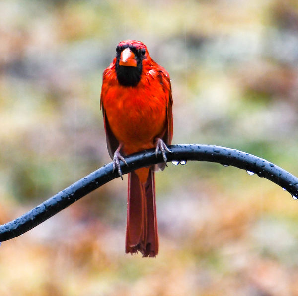 One very miserable bird! Technically, this isn't the best shot in the ...