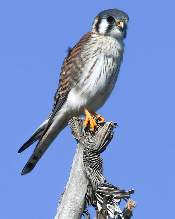 Kestrel Hawk: Heavily cropped. Taken with a Nikon D850 mounted to a ...