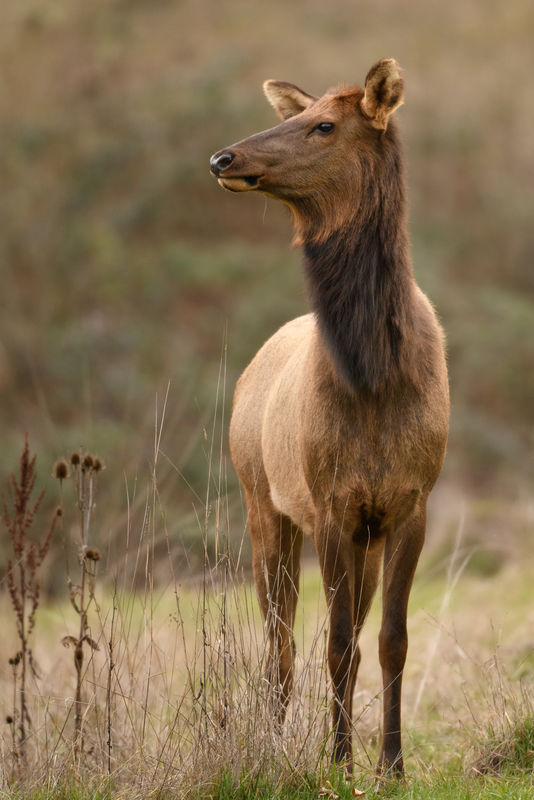 This afternoon's young Roosevelt elk: Brunette & red heads. & Spike ...