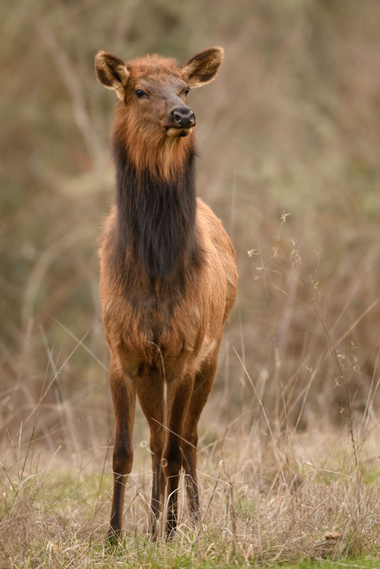 This afternoon's young Roosevelt elk: Brunette & red heads. & Spike ...