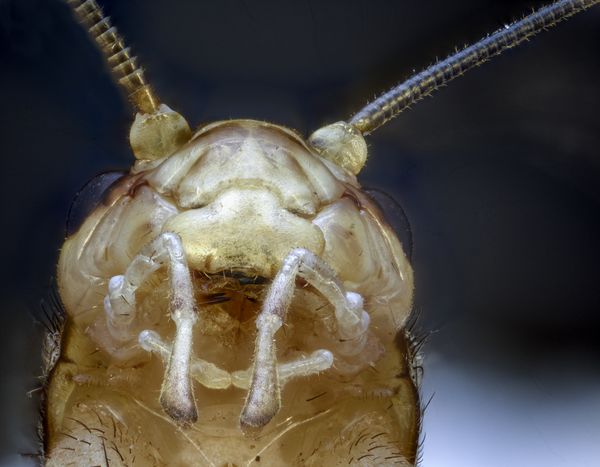 Mouth Parts: This is one of my crickets (yep, I bought 30 of them) that ...
