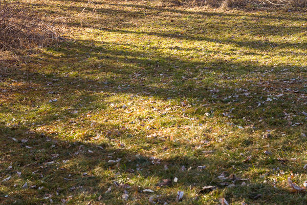 My morel garden - where's yours? Every year in this patch of grass back ...
