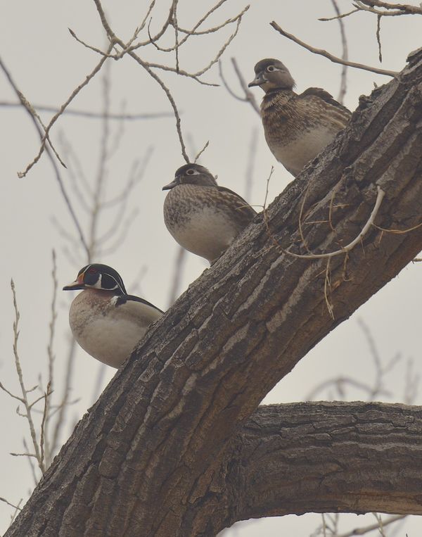 Where do Wood Ducks live ? In the Woods of course. Found these wood ...