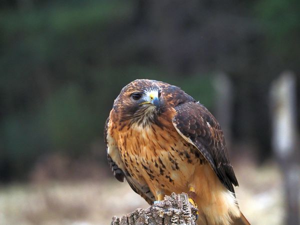 Canadian Raptor Conservancy: If you are ever in the area of Norfolk ...