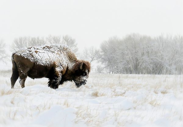 His Warm Winter Coat "Bison": A Bison keeping warm in his nice warm ...