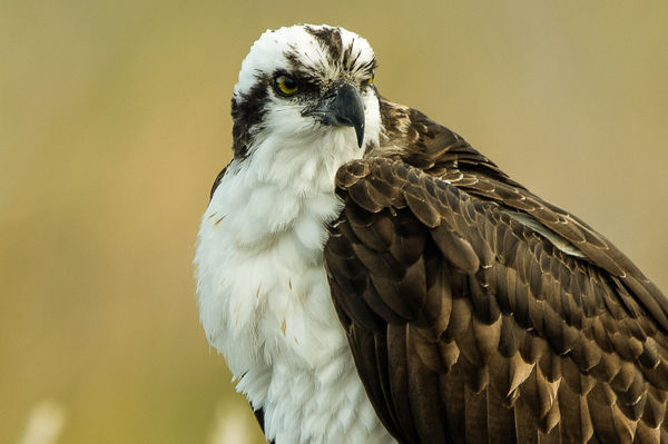 Osprey vs Hawk & Nikon D850's: Photos were taken by Sally & Vic (we're ...