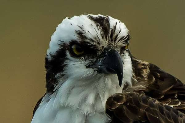 Osprey vs Hawk & Nikon D850's: Photos were taken by Sally & Vic (we're ...