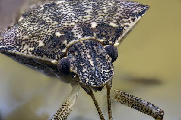 Brown Marmorated Stink Bug: My much better half was doing some chores ...