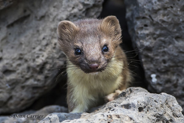 Long-tailed weasel: Fort Rock, Oregon...